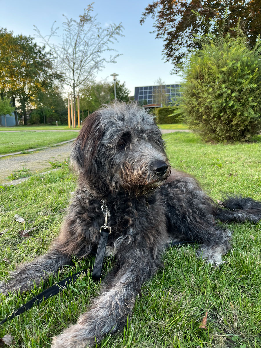 Fiene | Vermittlungsportal der Hilfe für HSH e.V.