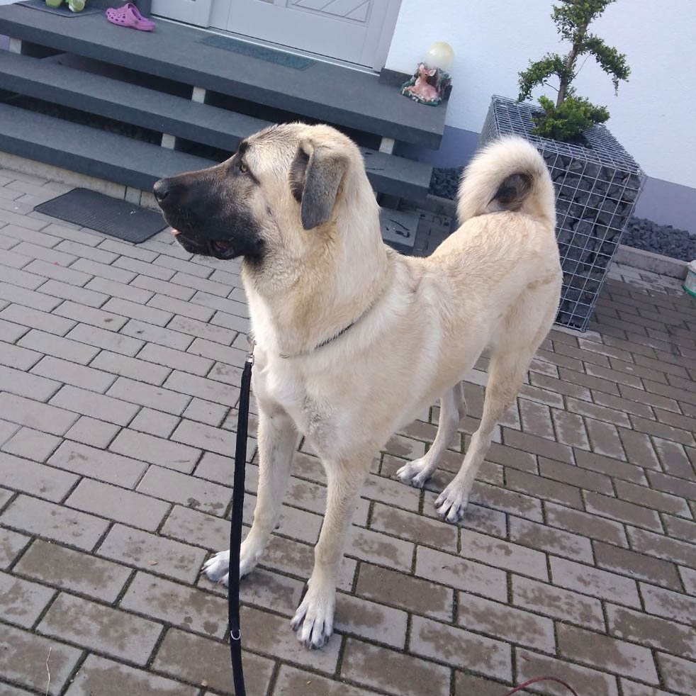 Rilea | Vermittlungsportal der Hilfe für HSH e.V.