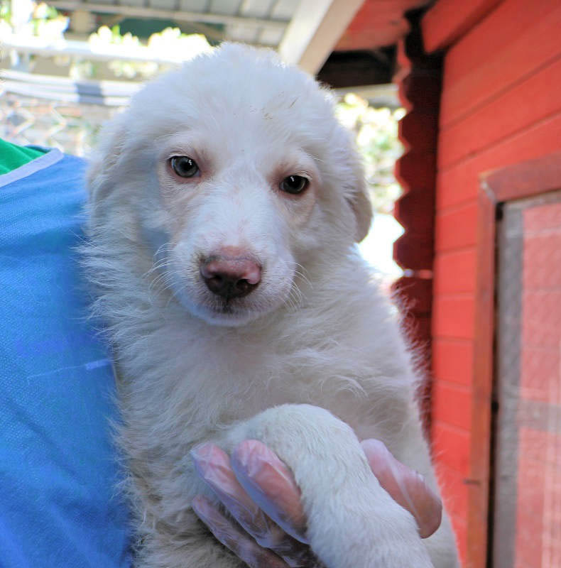 Mino | Vermittlungsportal der Hilfe für HSH e.V.