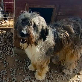 Fussel | Vermittlungsportal der Hilfe für HSH e.V.