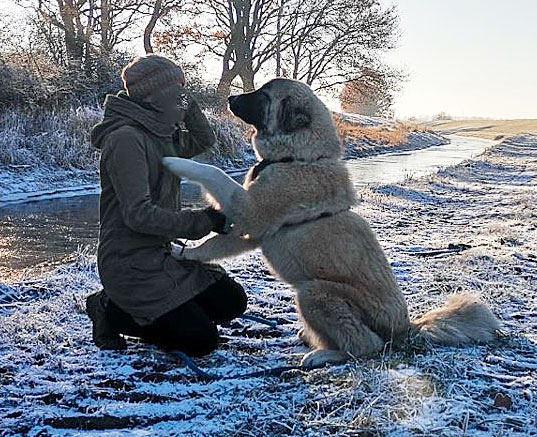 Tiffi | Vermittlungsportal der Hilfe für HSH e.V.