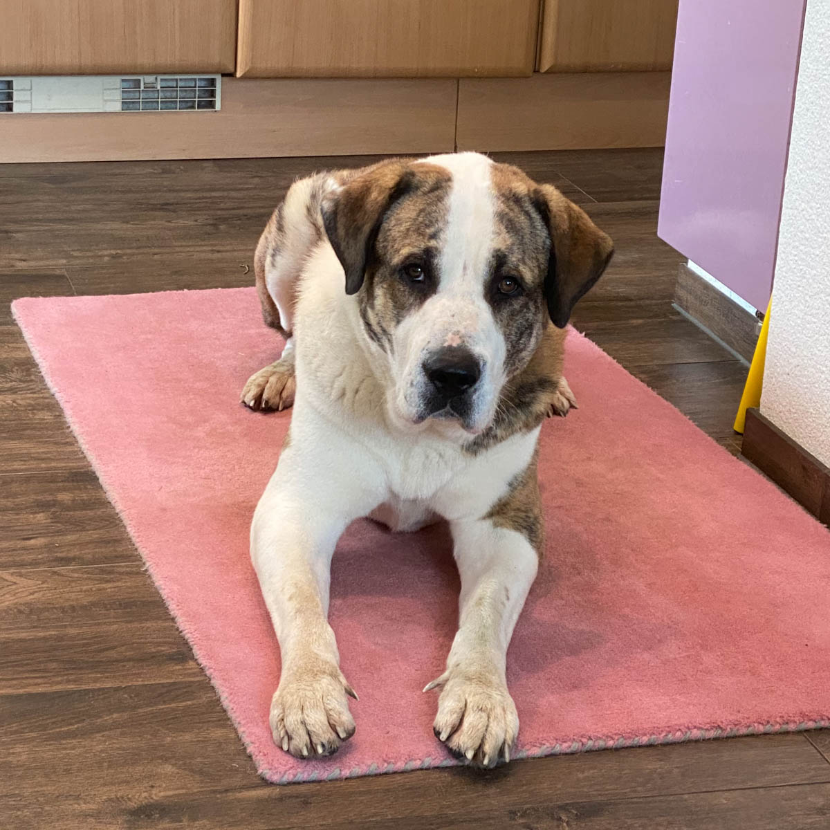 Padeshah | Vermittlungsportal der Hilfe für HSH e.V.