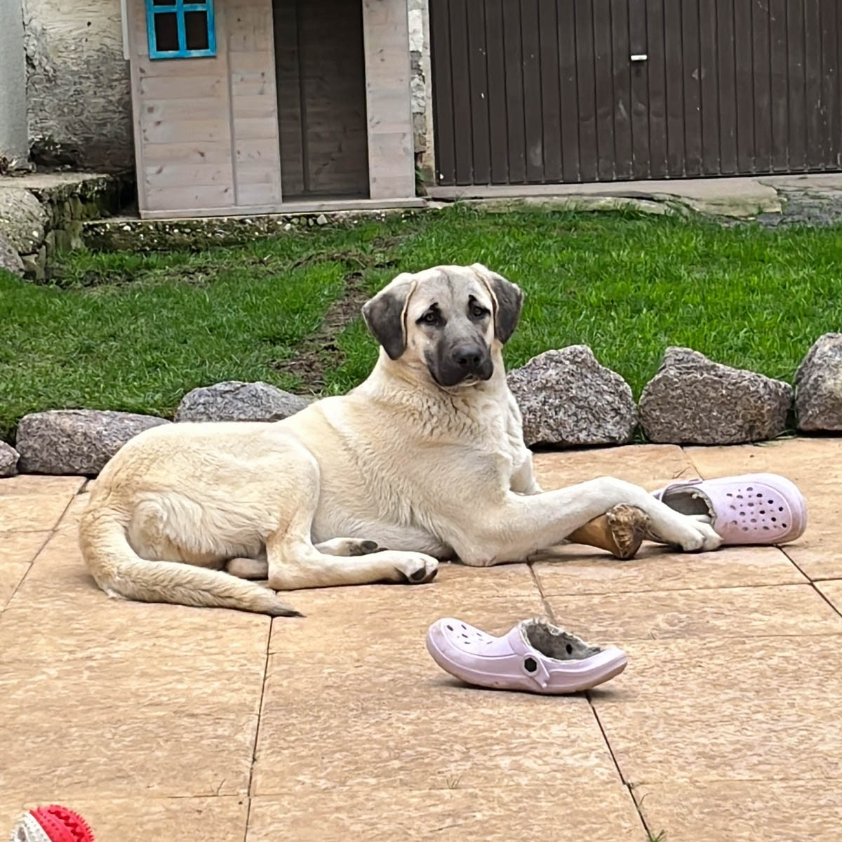 Caylan | Vermittlungsportal der Hilfe für HSH e.V.