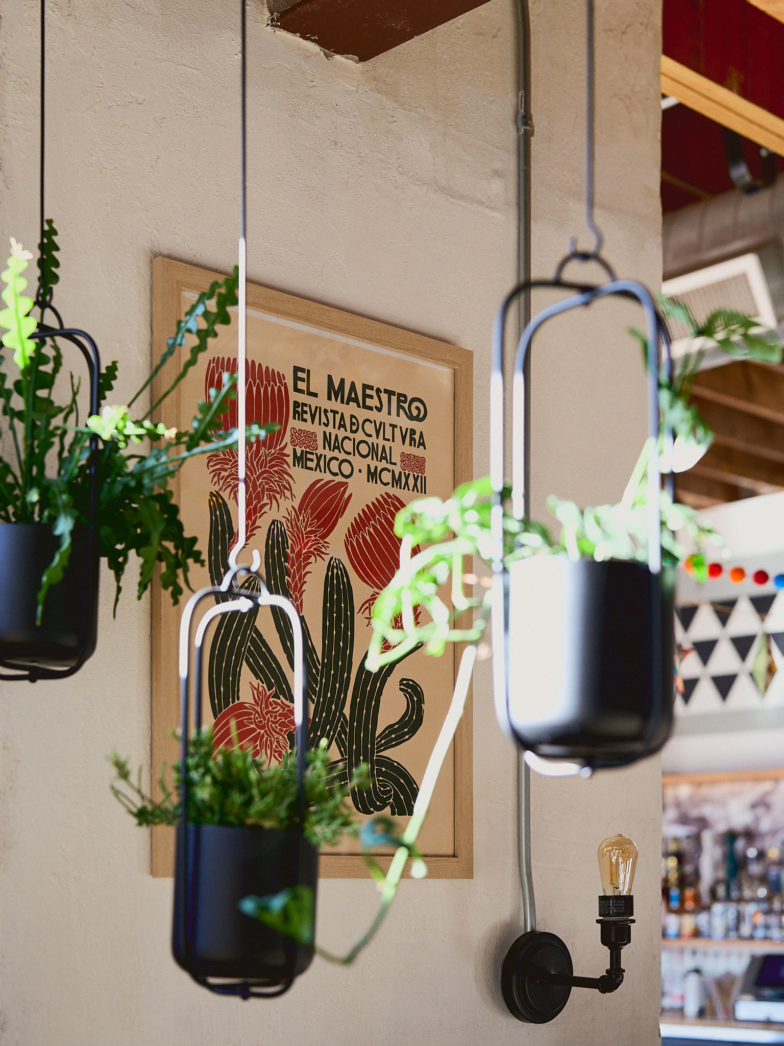 Donkey - Grand Rapids