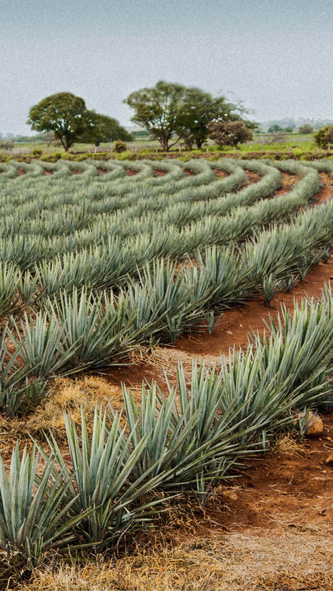 Maya Alto Tequila – Farm Design