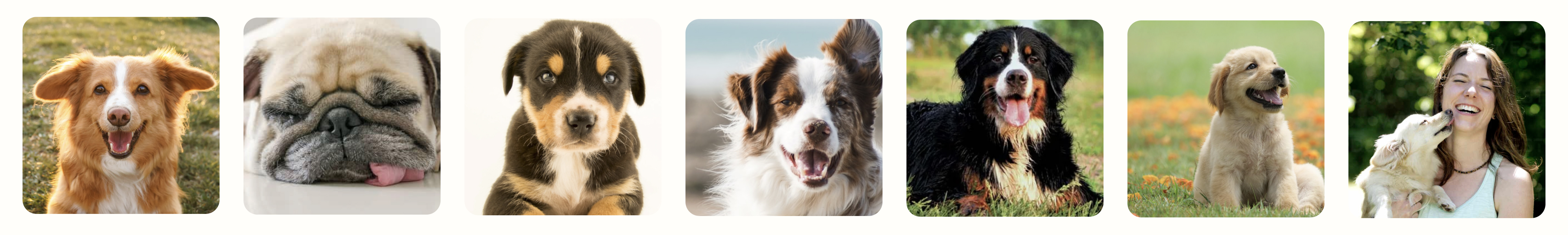 Metro Paws | Doggy Daycare | Pet Hotel | Dog Grooming