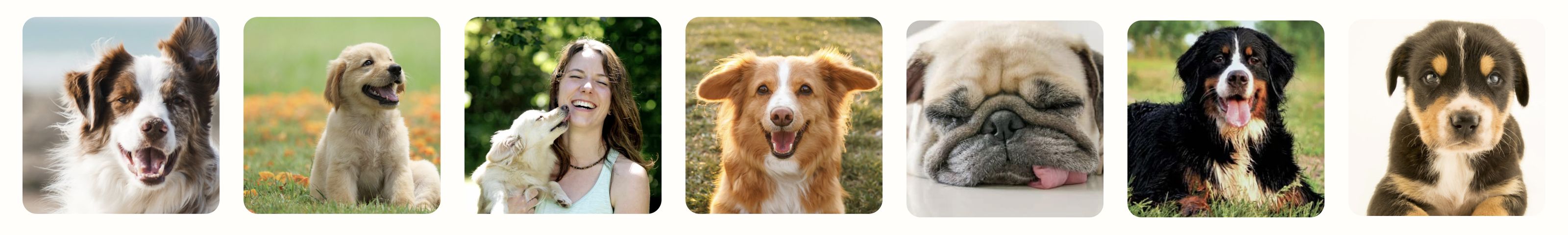 Metro Paws | Doggy Daycare | Pet Hotel | Dog Grooming