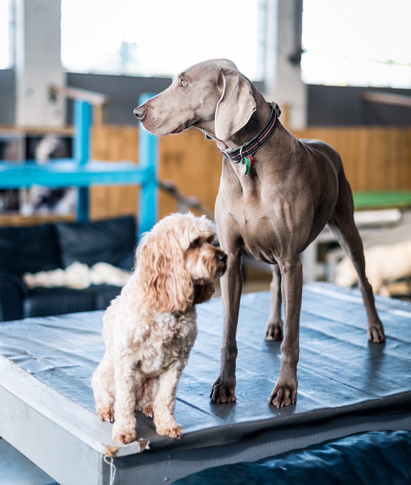 Metro Paws | Doggy Daycare | Pet Hotel | Dog Grooming