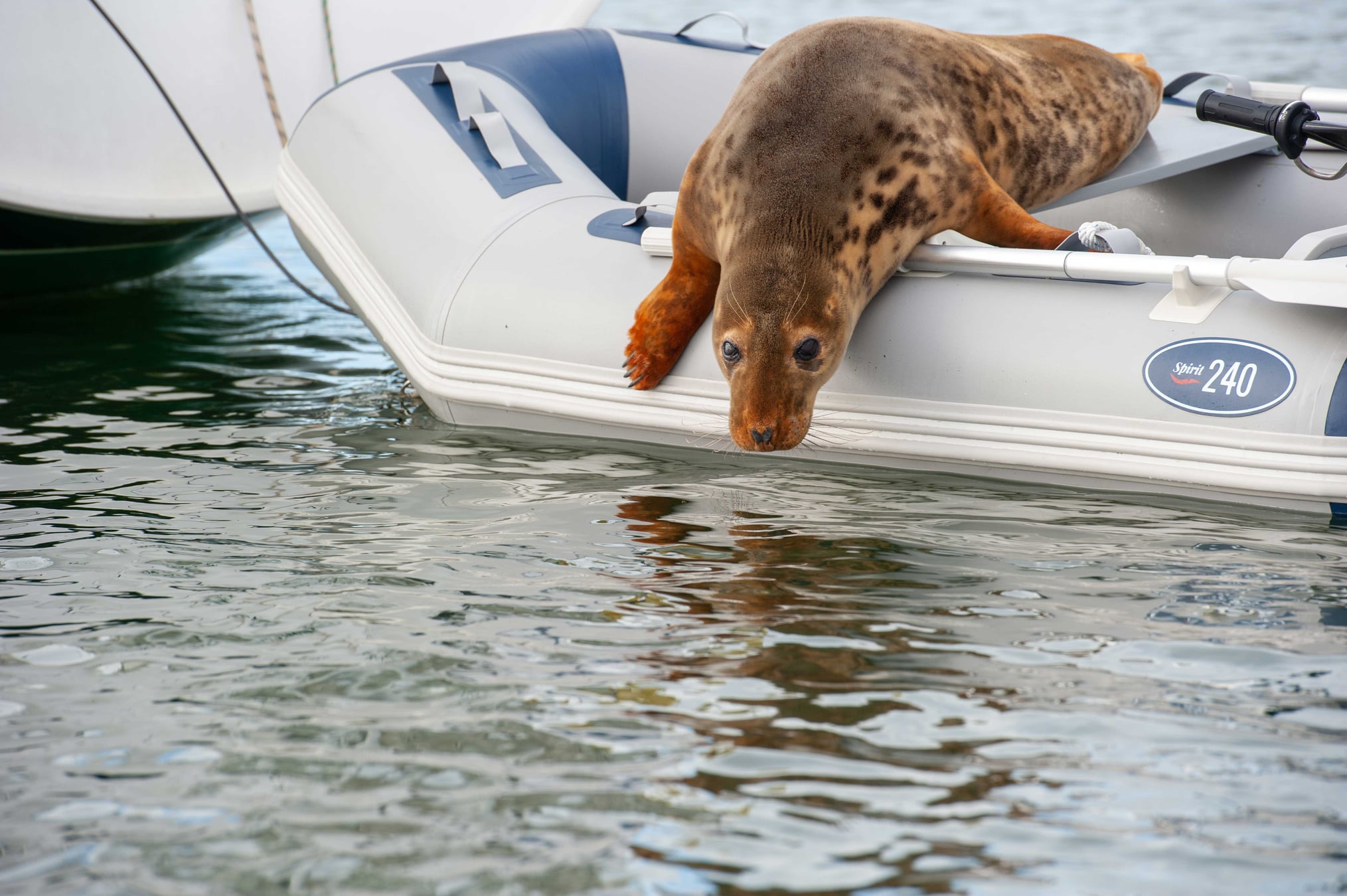 Seago Servicing - Seago Leisure