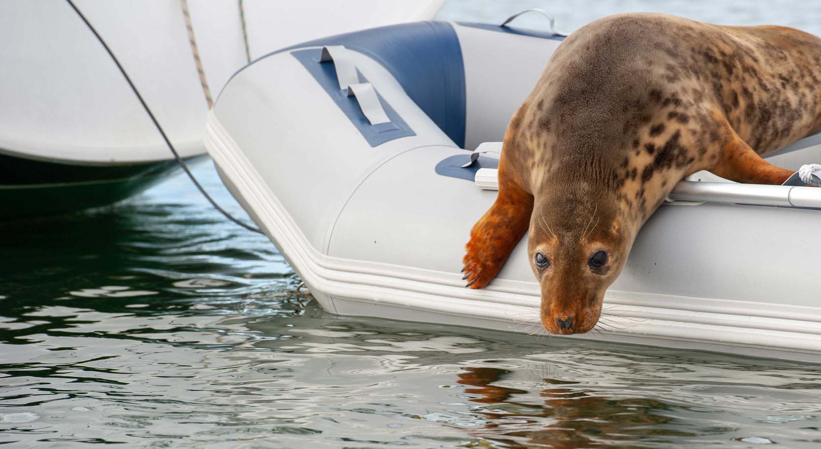 Boats & Tenders - Seago Ltd