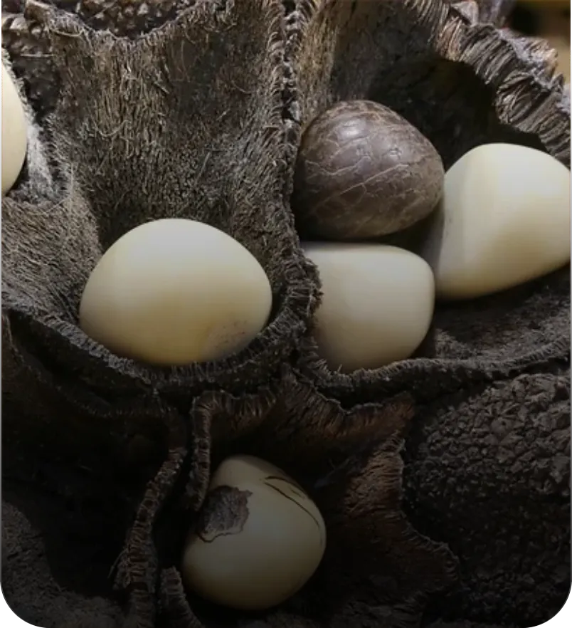 Chetna International | Quality Button Manufacturer