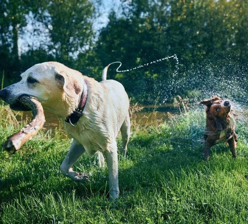 Daycare Software | Goose