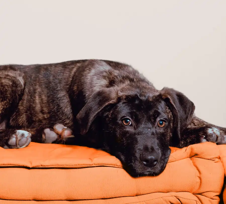 Boarding Software | Goose