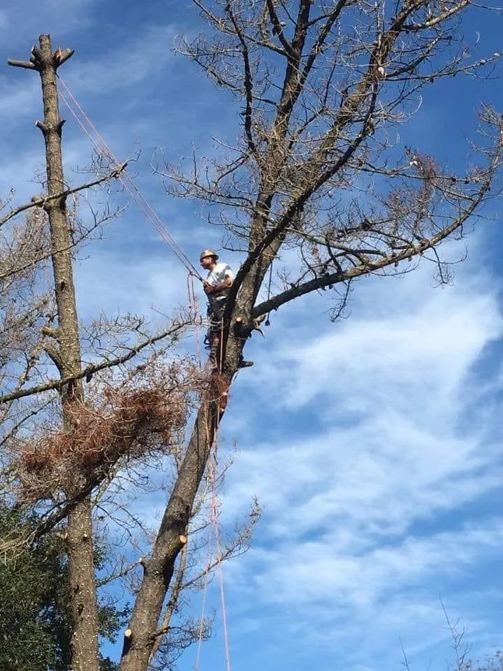 Tree Care