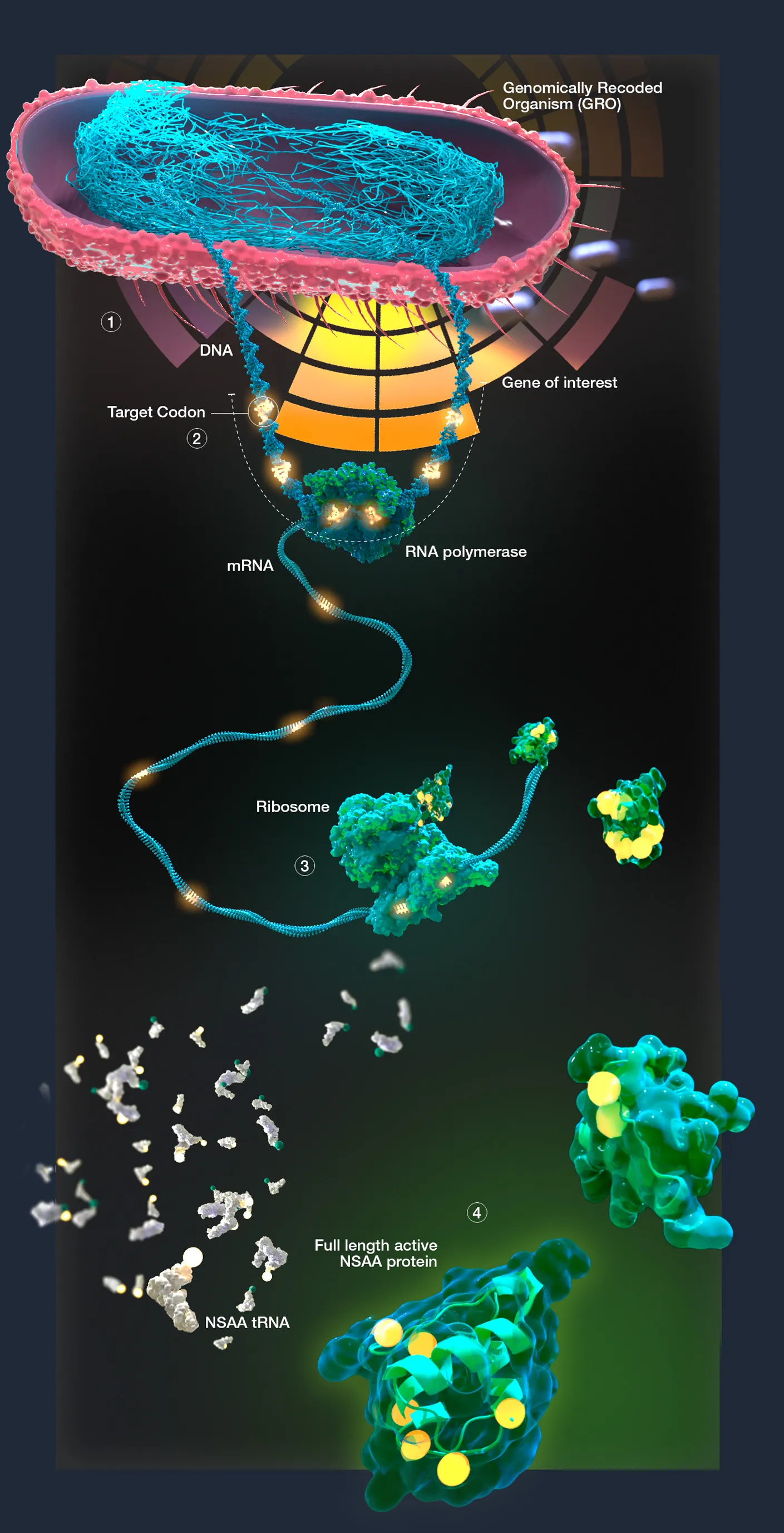 3D MOA animation video communicates science