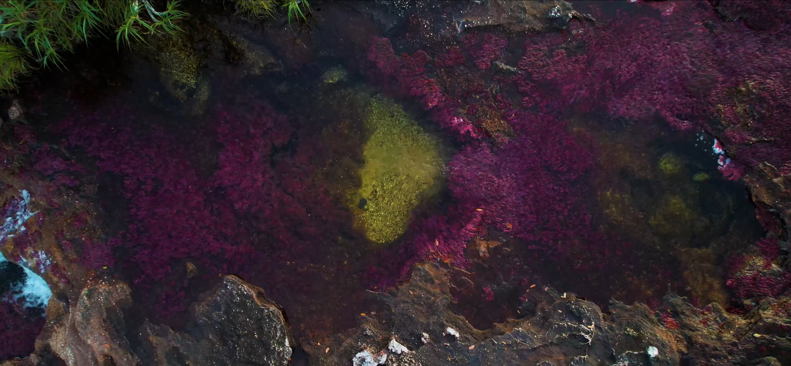 Palmless™ Collaborations - Powered by nature, for nature