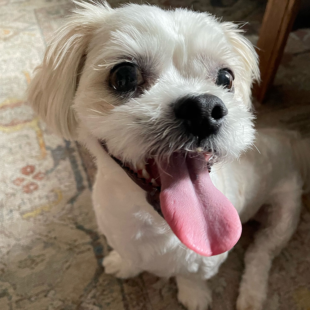 Nom Nom vs. The Farmer’s Dog vs. Ollie: My Dog Reviewed All 3, But ...