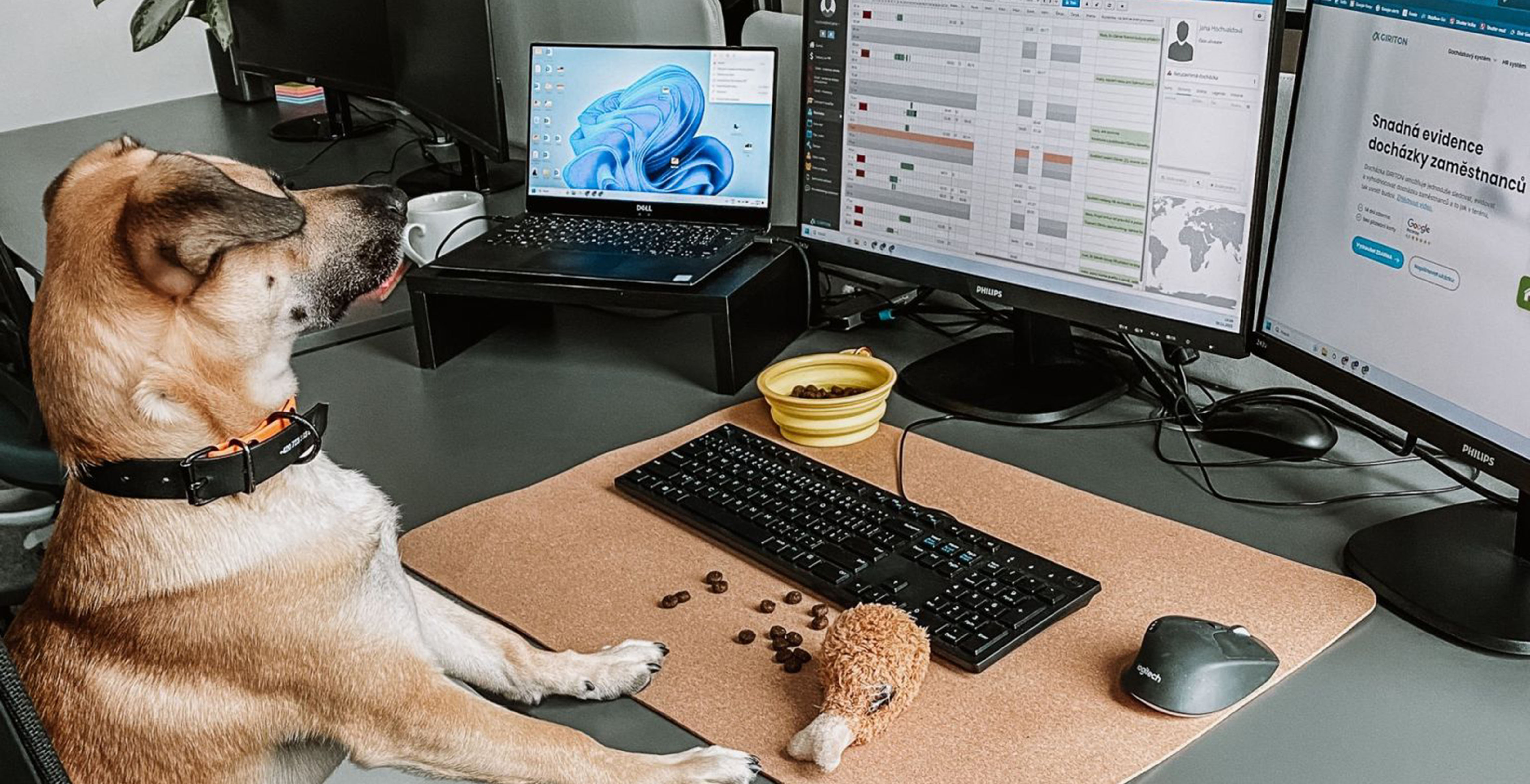 The Positive Impact of Four-Legged Coworkers: 10 Benefits of a Pet ...
