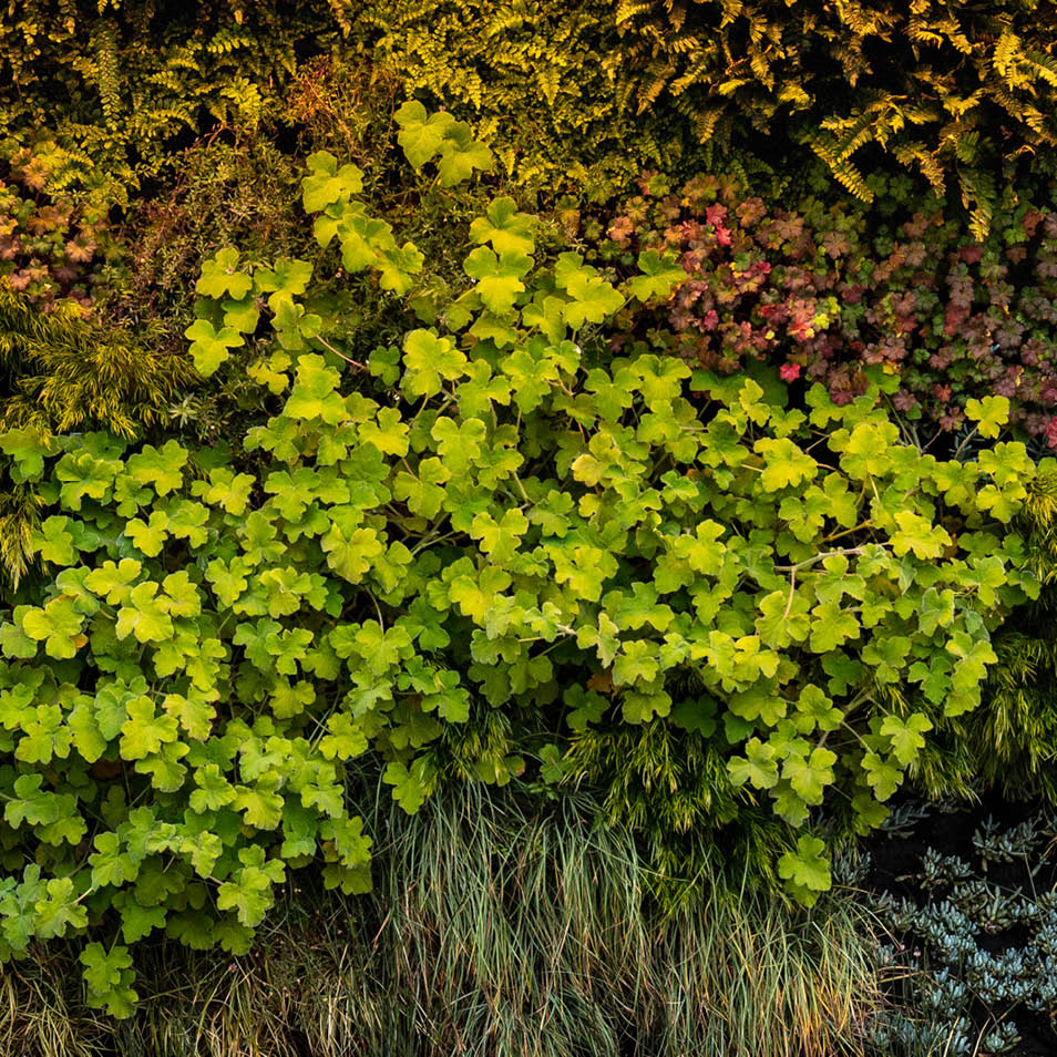 Habitat Horticulture