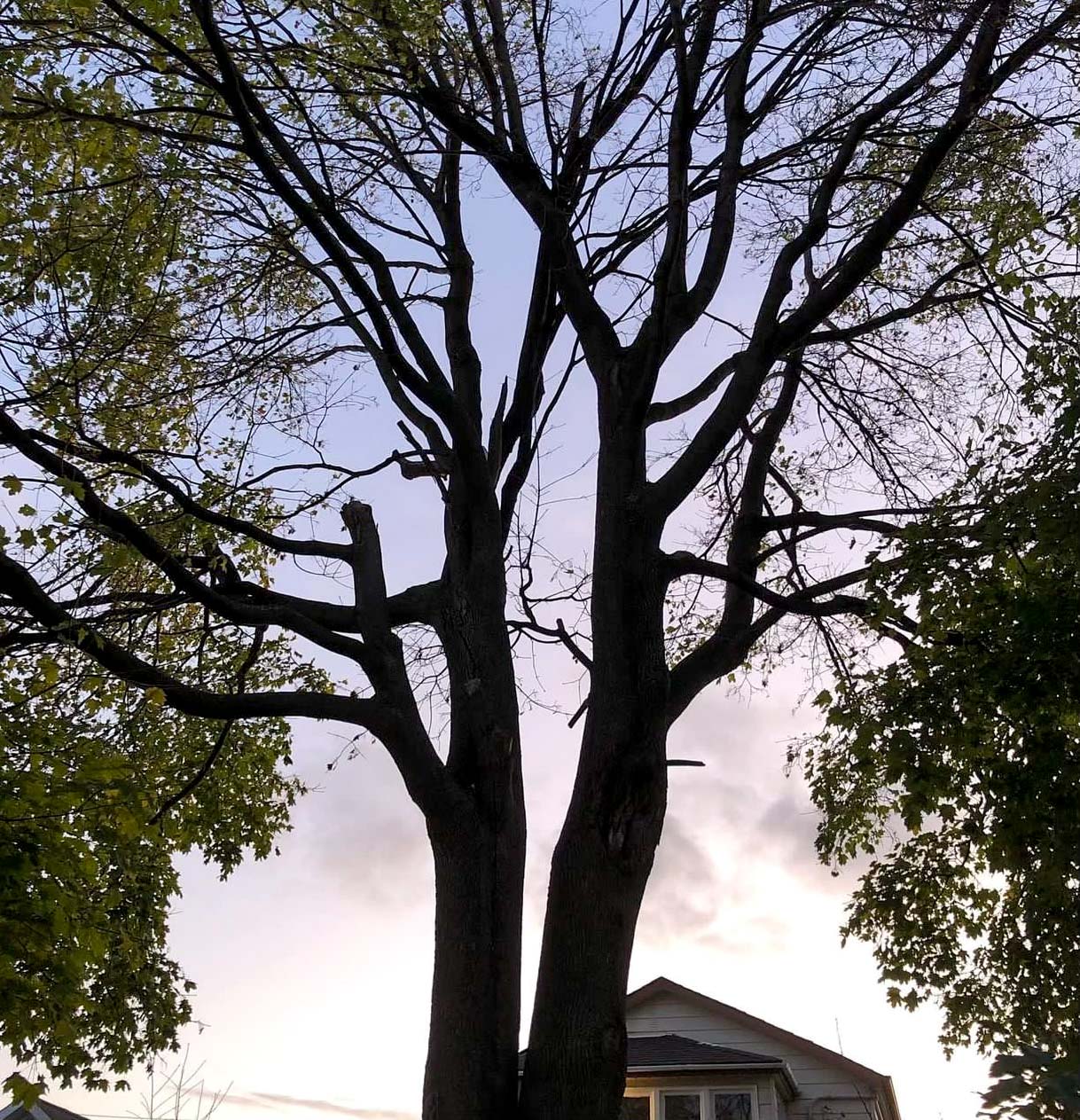Tree Alexandria Tree & Landscape, ISA Cert. Arborist
