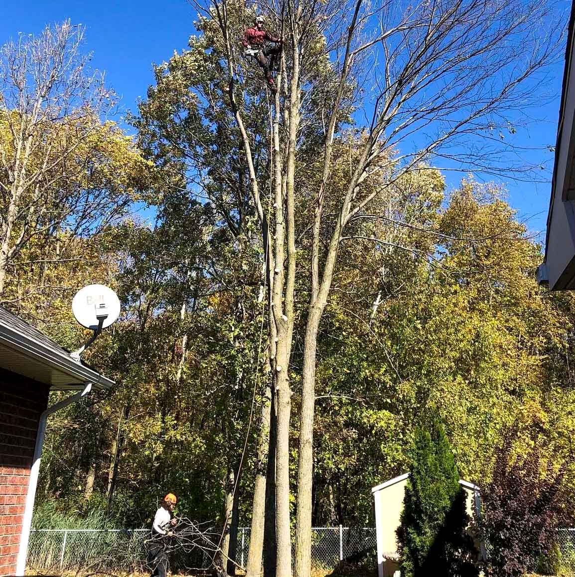 Tree Alexandria Tree & Landscape, ISA Cert. Arborist