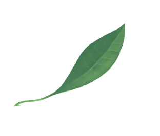 Consulting Software - Bonsai