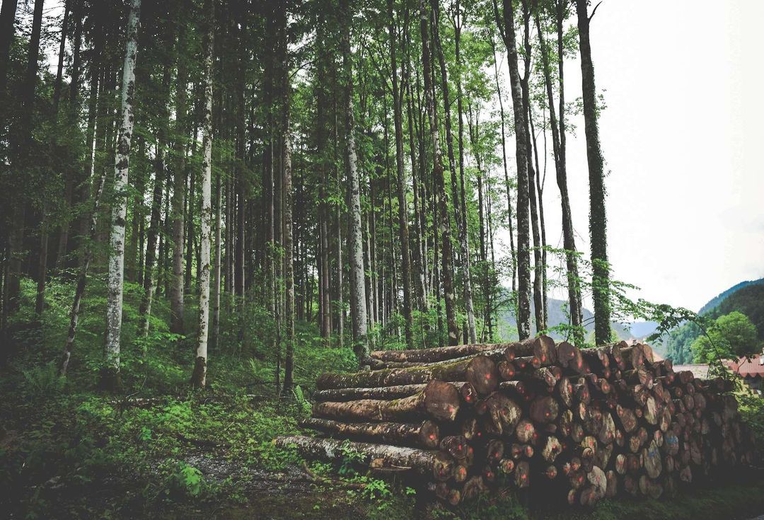 Afforestation and Reforestation: Understanding the Differences | Patch