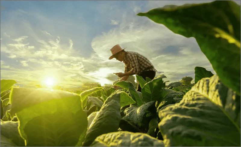 About Us – Green Star Royalties