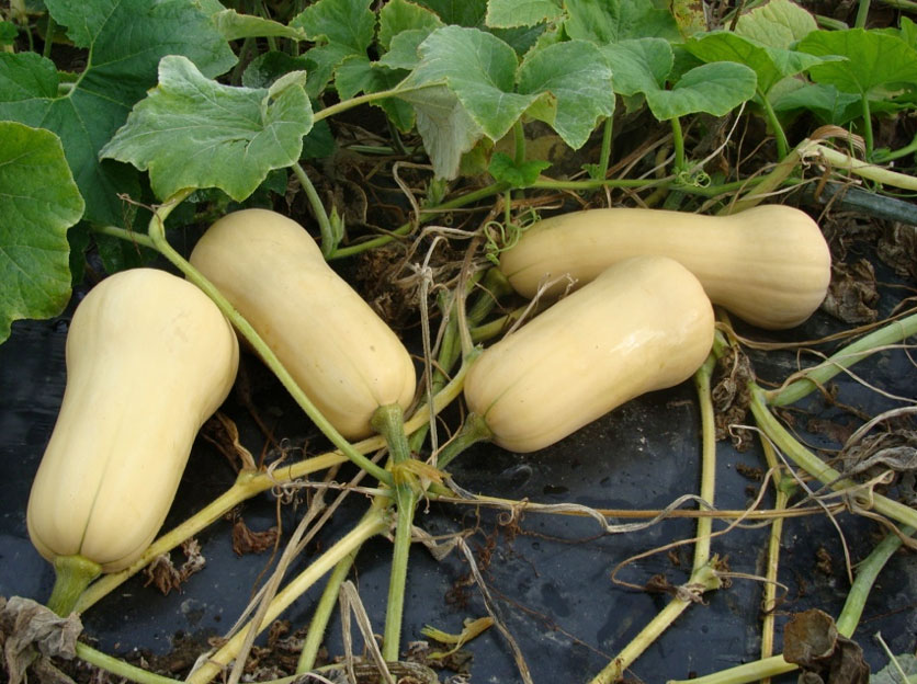 GROWING BUTTERNUTS WITH SEEDCO