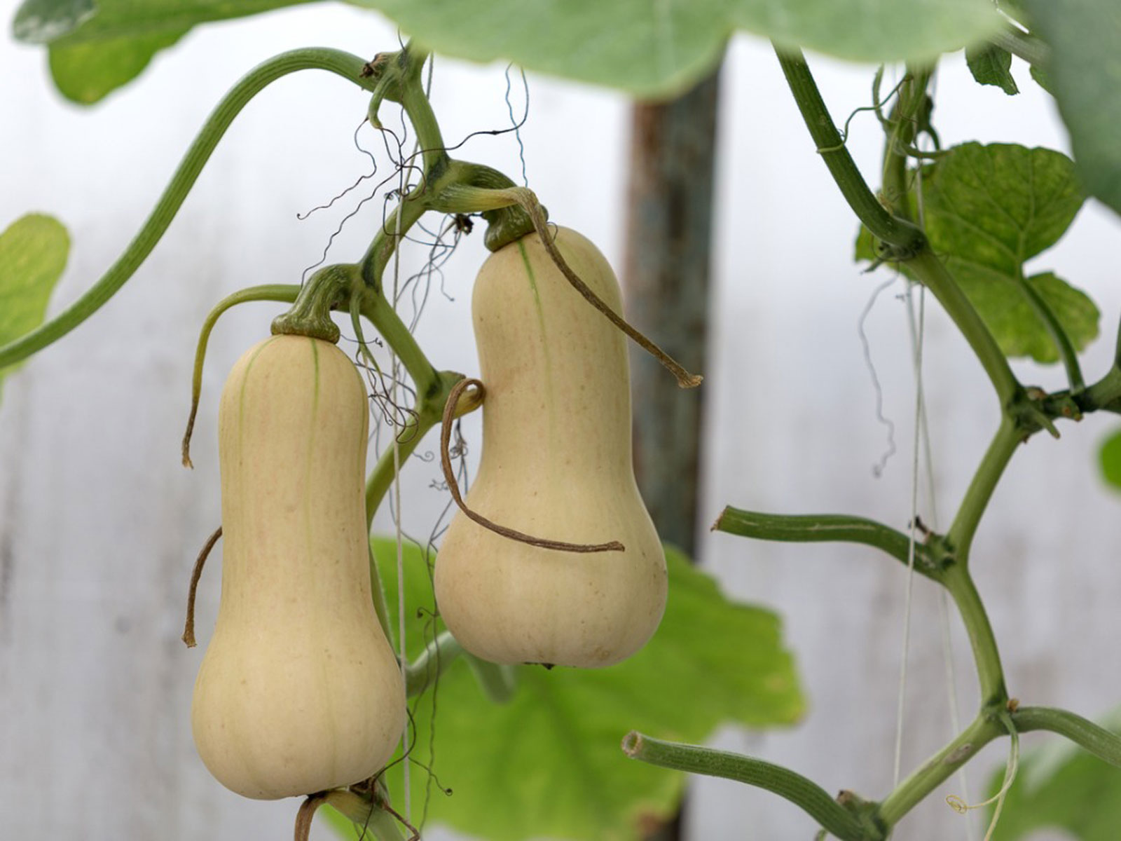 GROWING BUTTERNUTS WITH SEEDCO