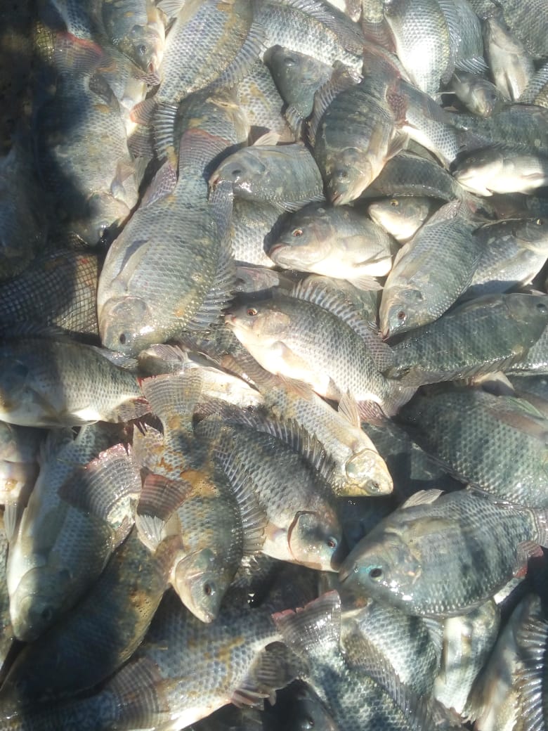 AQUACULTURE (Fish Farming) – What is involved? Part 1