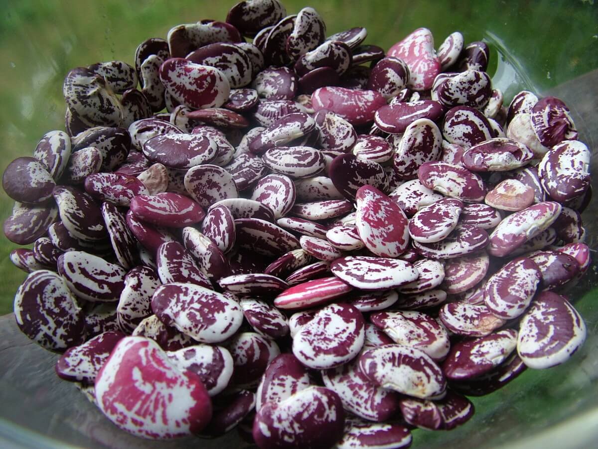 HOW MUCH DO YOU KNOW ABOUT MADAGSCAR BEANS?