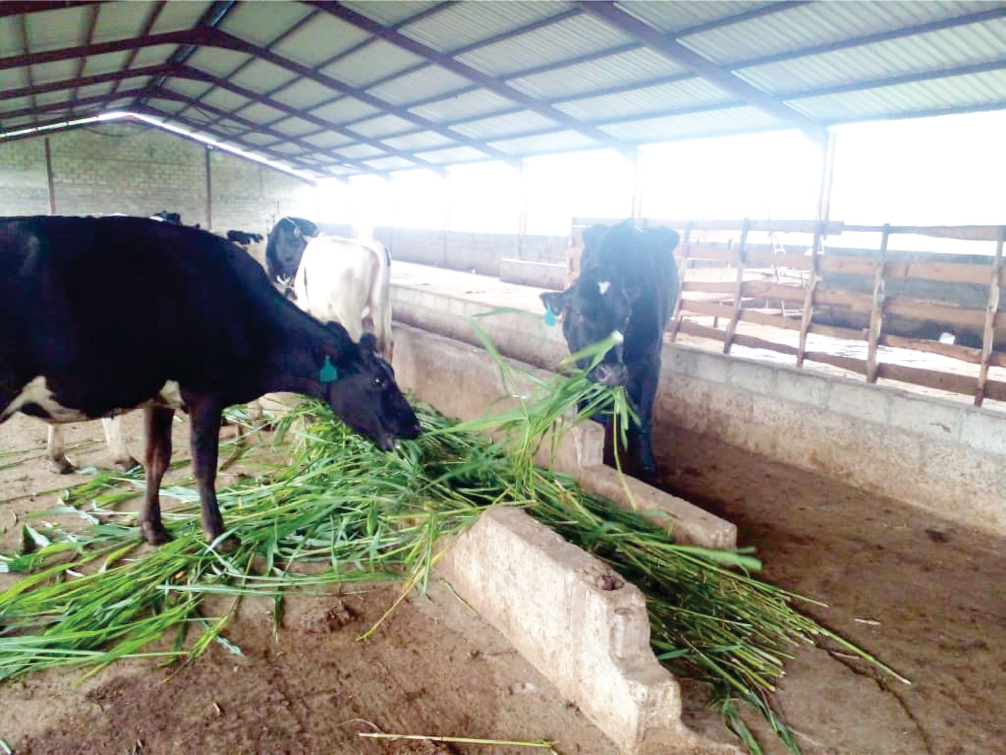 ZERO GRAZING – THE WAY TO GO FOR LIVESTOCK FARMERS