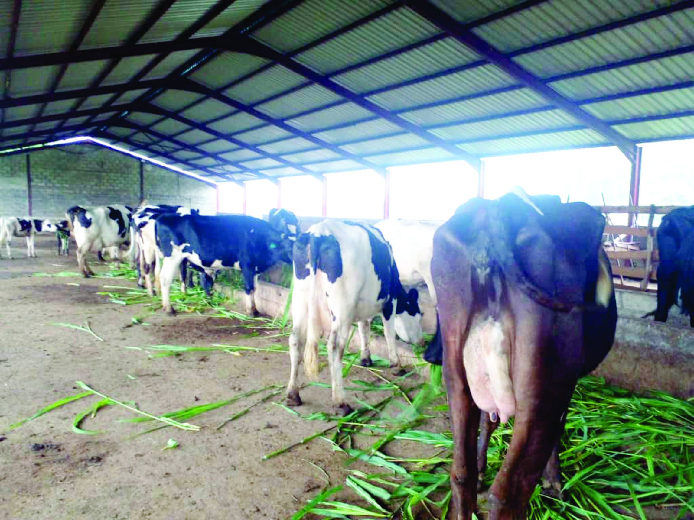 ZERO GRAZING – THE WAY TO GO FOR LIVESTOCK FARMERS