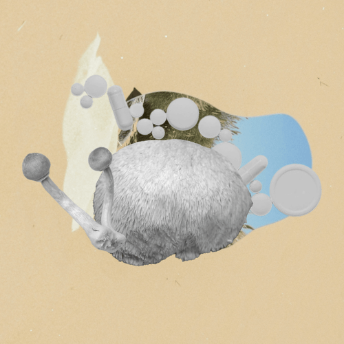 Microdosing Protocols: The Stamets Stack