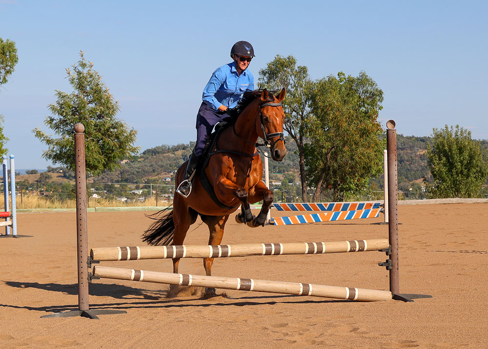 Ralph - Horses For Sale | Off The Track Horses