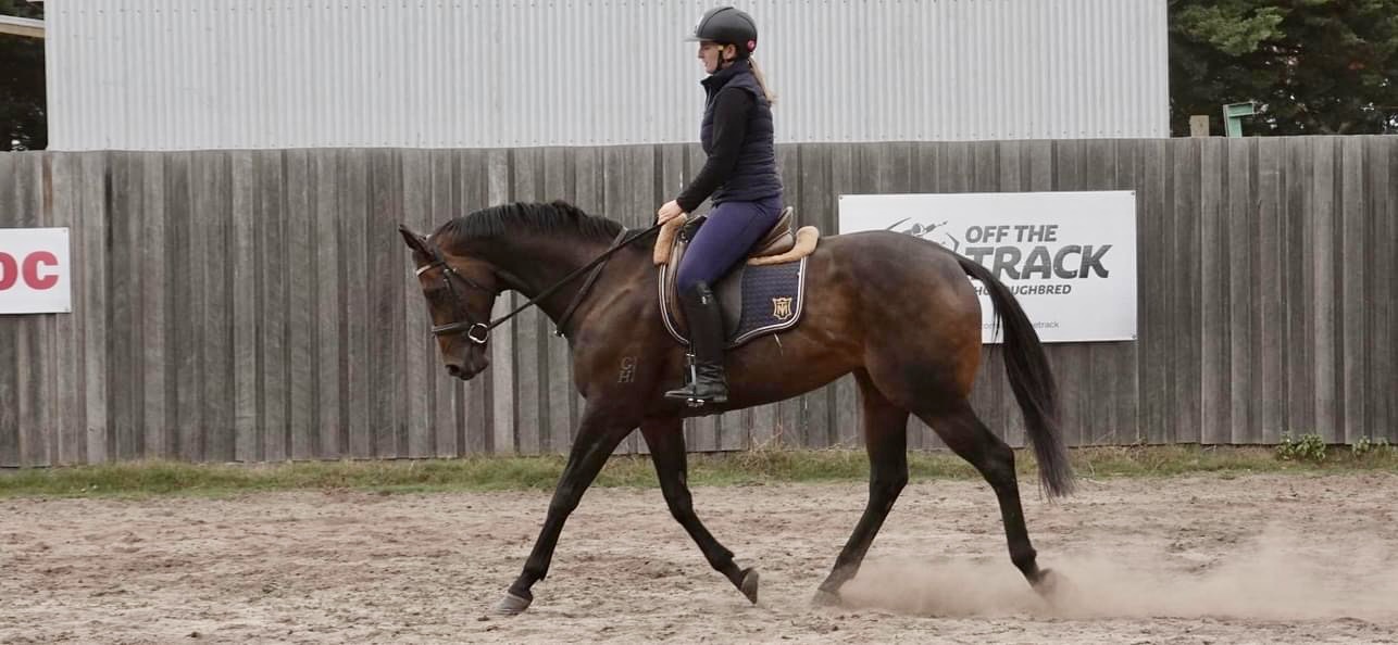 Charity - Horses For Sale | Off The Track Horses