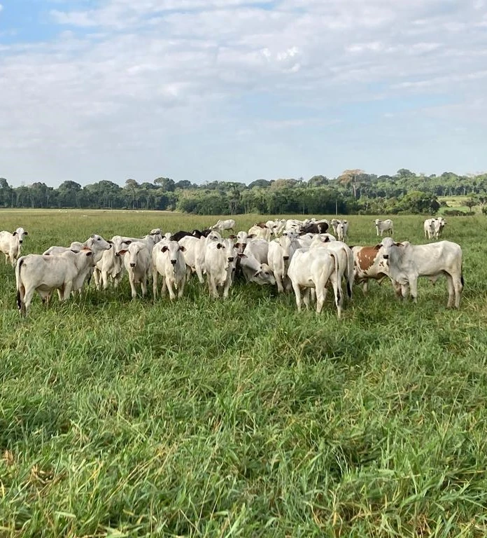 Curso Integração Lavoura-Pecuária (ILP): Melhores Práticas