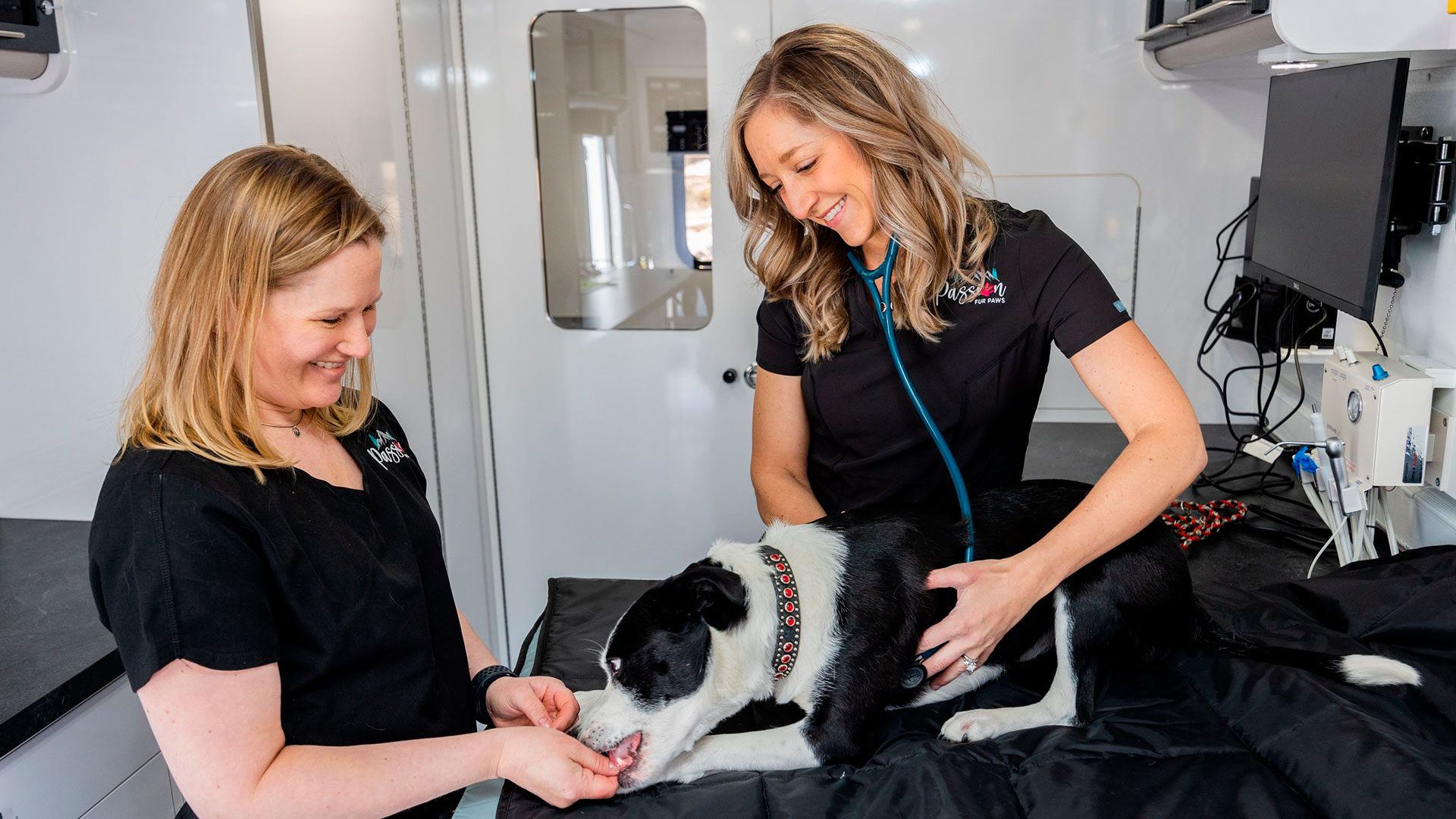 Pet Electrocardiograms I Passion Fur Paws