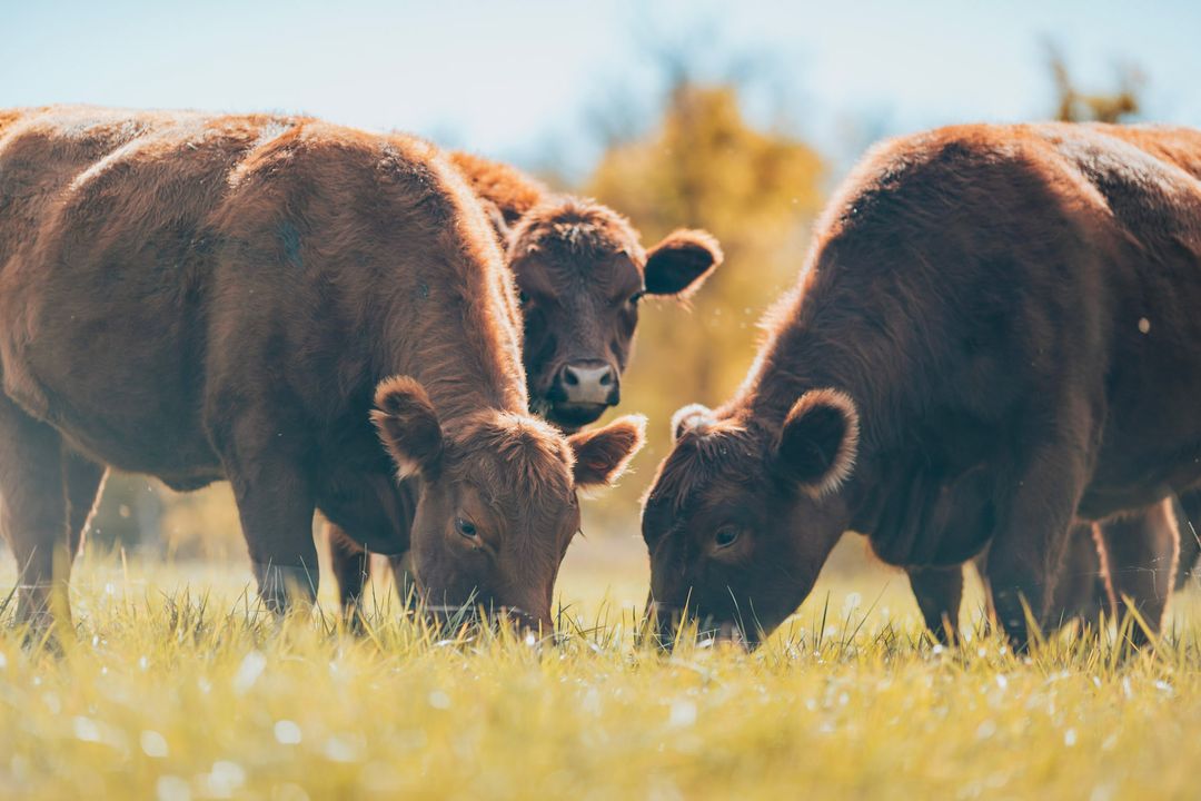 Lazy T Ranch | Ten Sleep, Wyoming