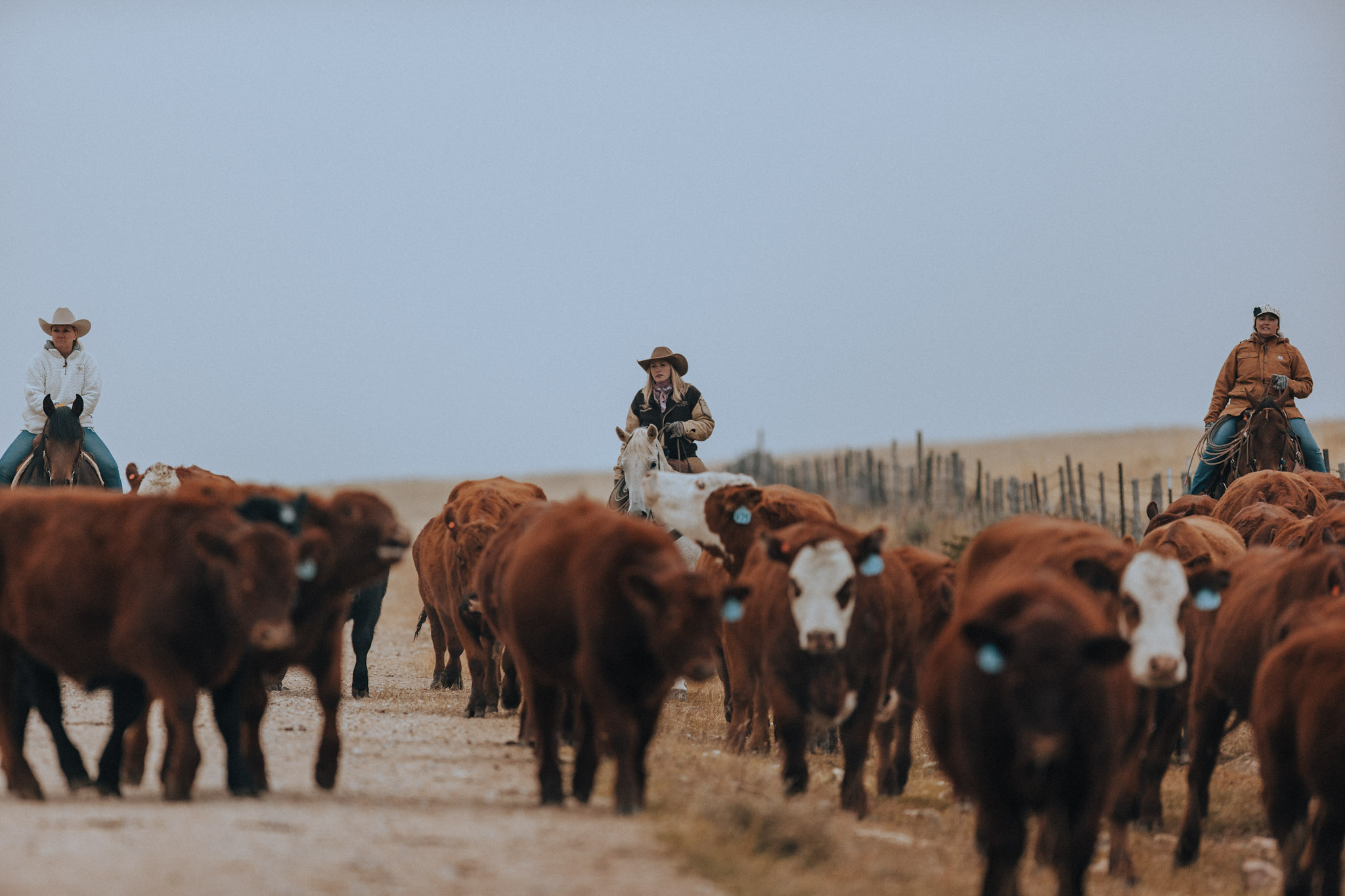 What Is Herding? Exploring Horse Herding vs. ATV Herding | Lazy T Ranch