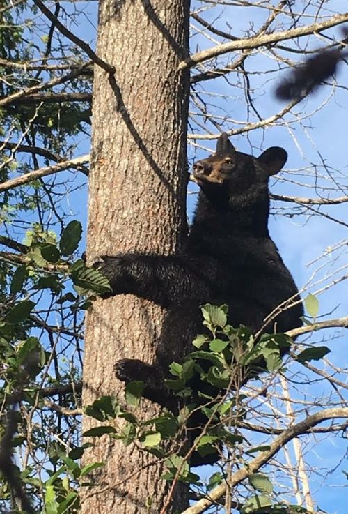 Michigan Bear Hunters Association | Home