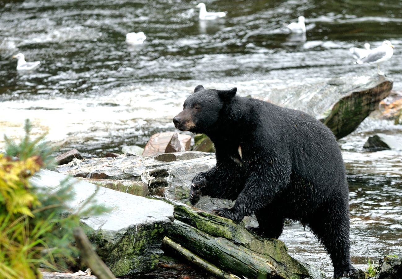 Michigan Bear Hunters Association | Hunting Guides & Regulations