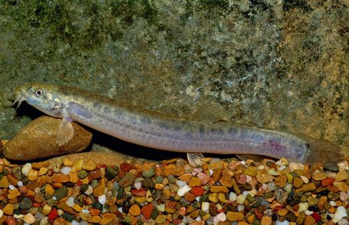 Oriental weatherloach - Misgurnus anguillicaudatus