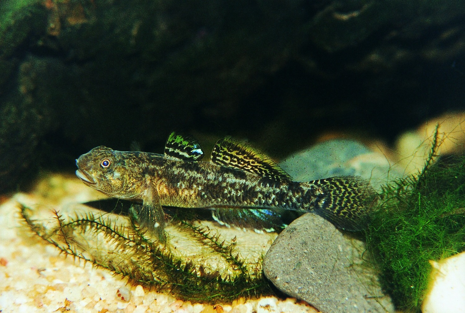 Western blue-spot goby - Pseudogobius olorum