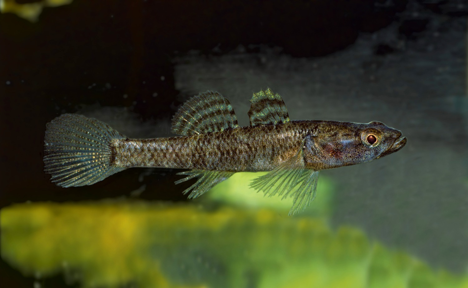 Dwarf flat-headed gudgeon - Philypnodon macrostomus