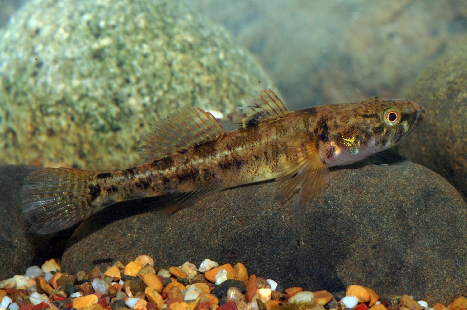 Flat-headed gudgeon - Philypnodon grandiceps