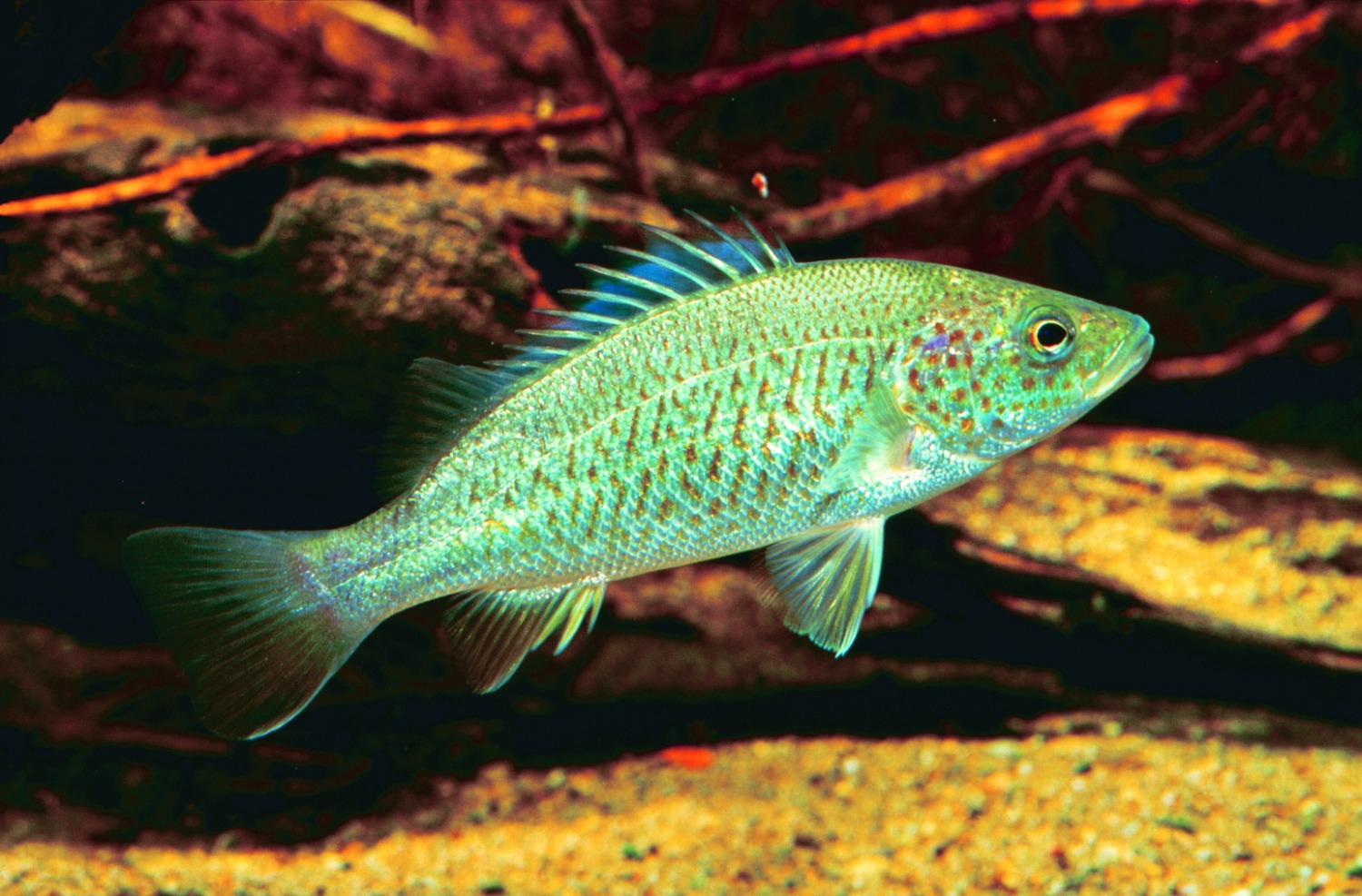 Spangled perch - Leiopotherapon unicolor