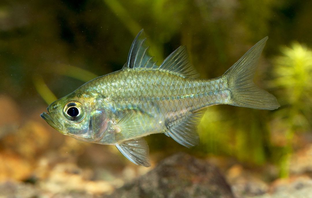 Olive perchlet - Ambassis agassizii