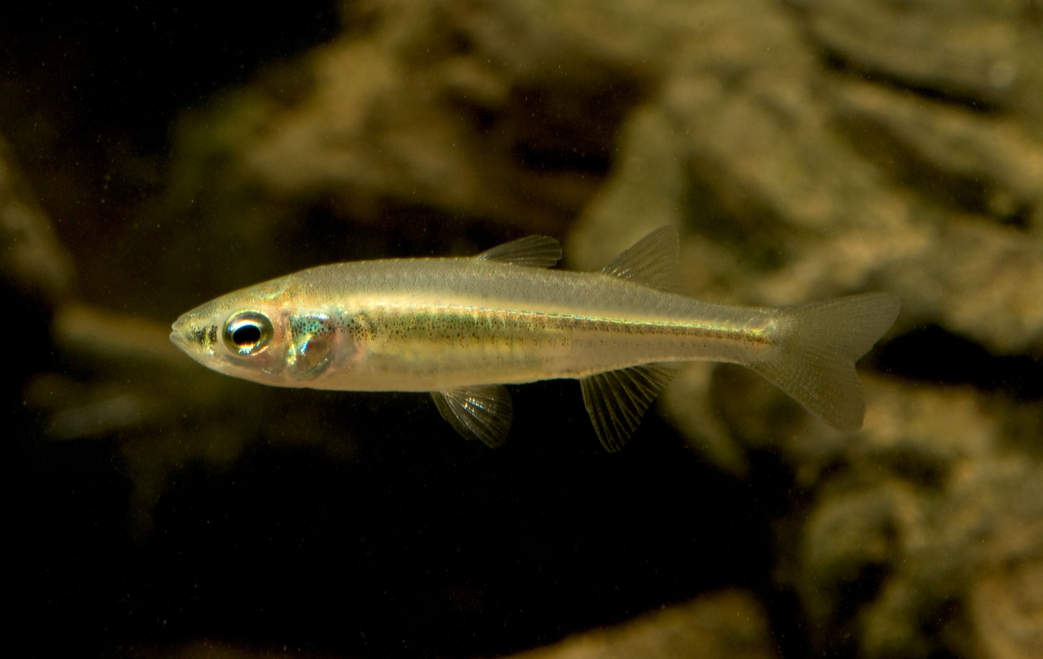 Unspecked hardyhead - Craterocephalus stercusmuscarum fulvus